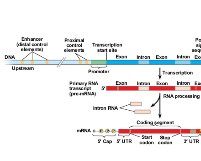 Z81 - Genetics: XXXXXX Gene 27 - Exons and the living earth DEMOof ...