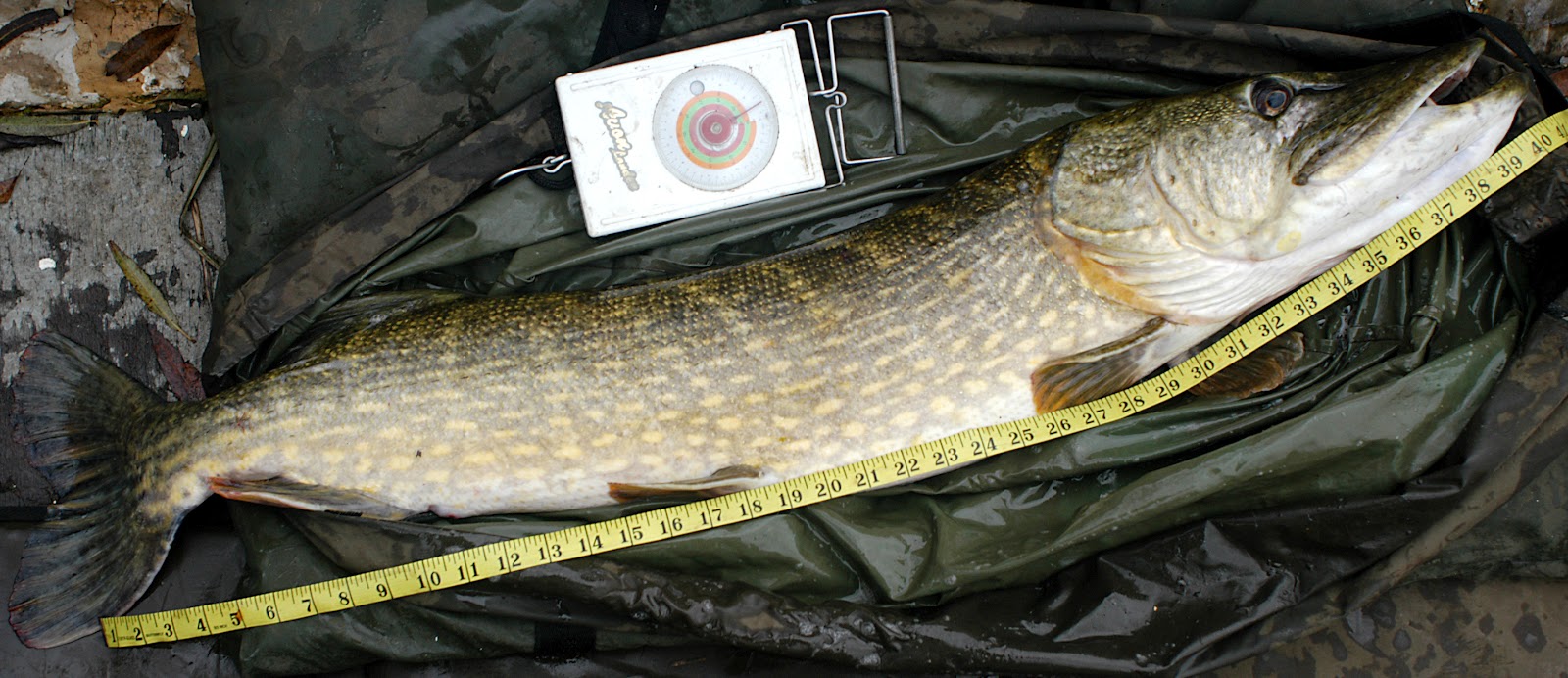 Norfolk 'N Good: A couple of old pike pictures, weights not noted