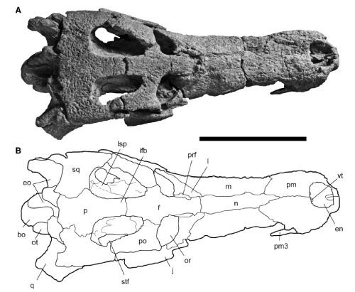 Natural Selections: The Ecological Importance and Awesomely Gigantic ...