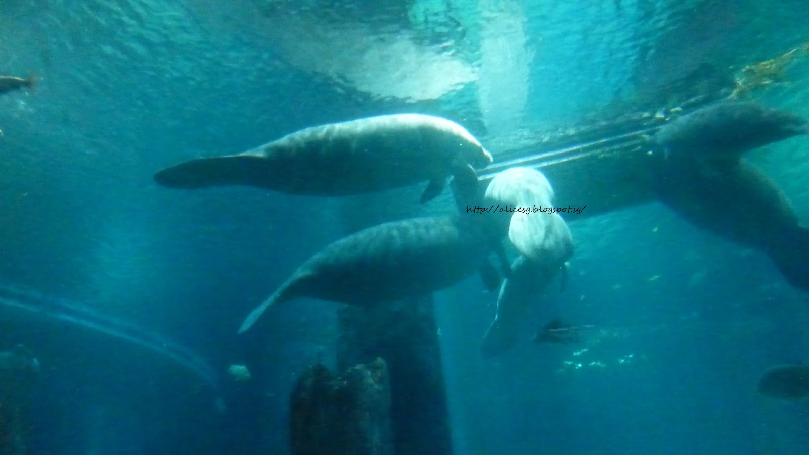 Alicesg-Singaporemyhome: Singapore River Safari - Manatee Exhibit