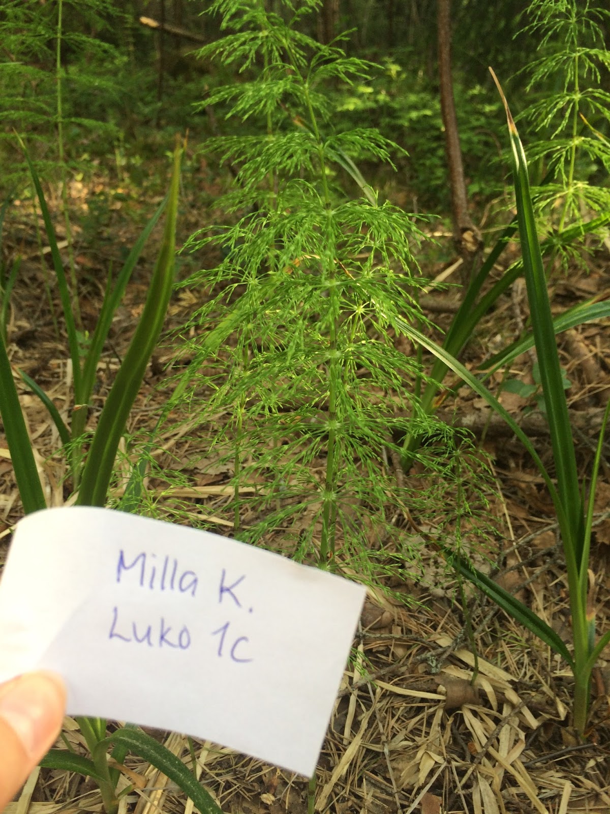 Millan kasvio : METSÄKORTE