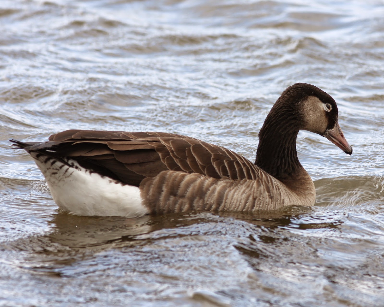 Bird Hybrids: Greylag Goose x Canada Goose