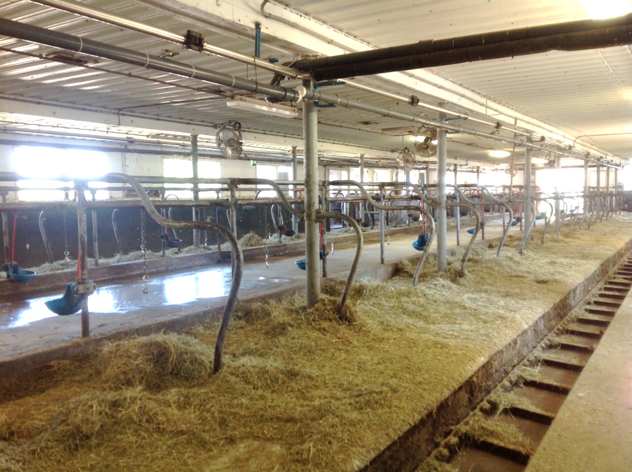 Life From The Roots: Appleton Farms, Ipswich, Massachusetts