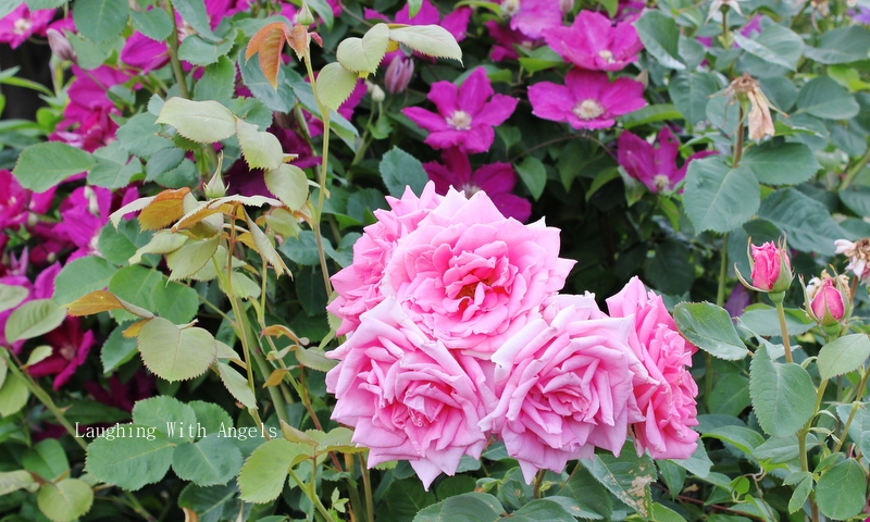 laughing with angels: rose love