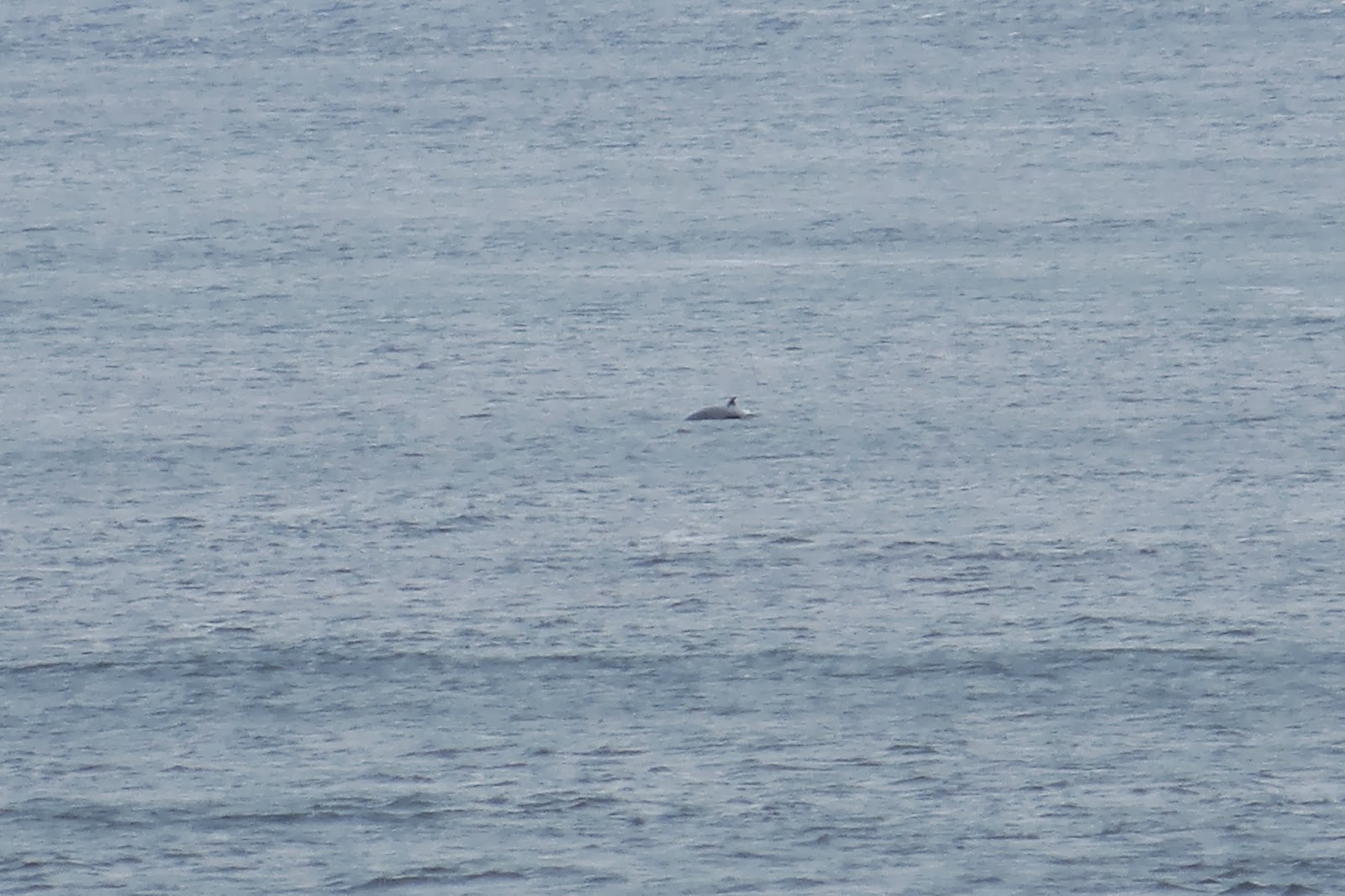 Natuurverslagen van Jonathan Leeuwis: Foto's Schotland