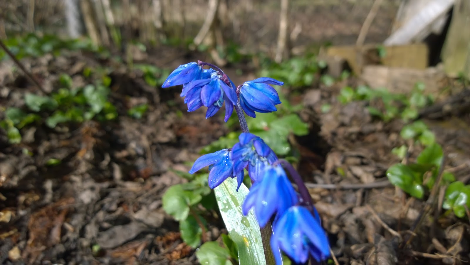 Manni tegemised: Sinised lilled -kevadised