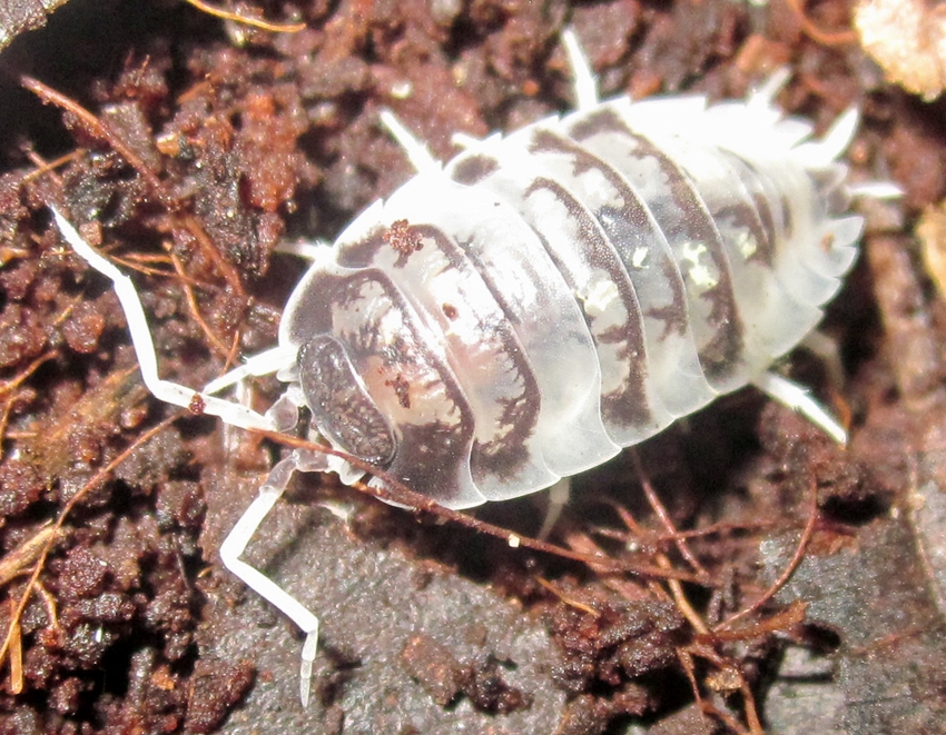 Isopod Picture Thread | Arachnoboards