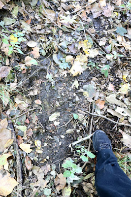 More Strange Activity and Possible Tracks Found in Illinois ~ The ...