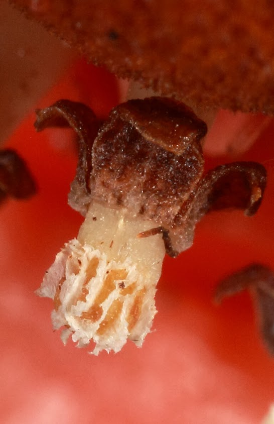 BunyipCo: September 2013