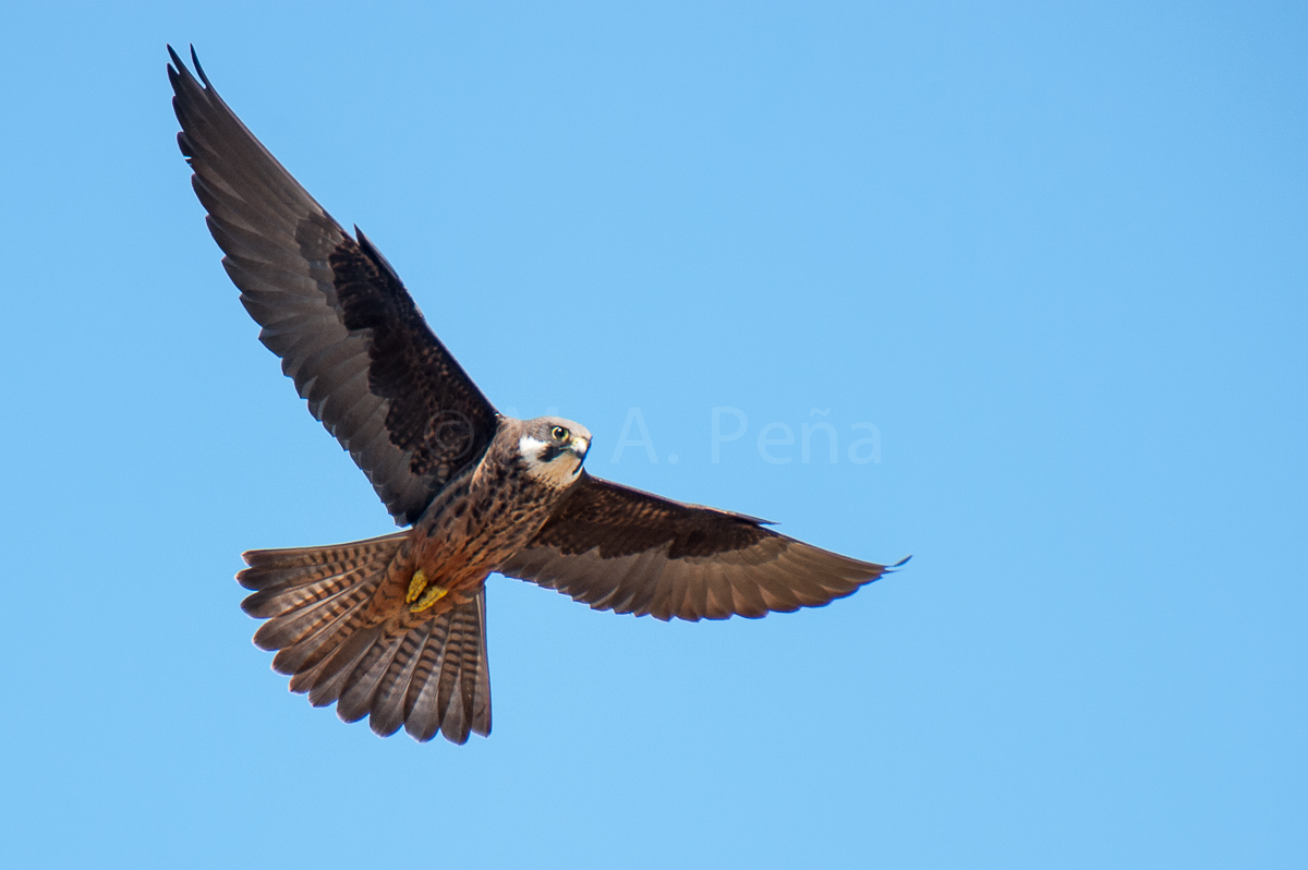 Miguel Angel Peña. Fotos de Naturaleza: El halcón de Eleonor