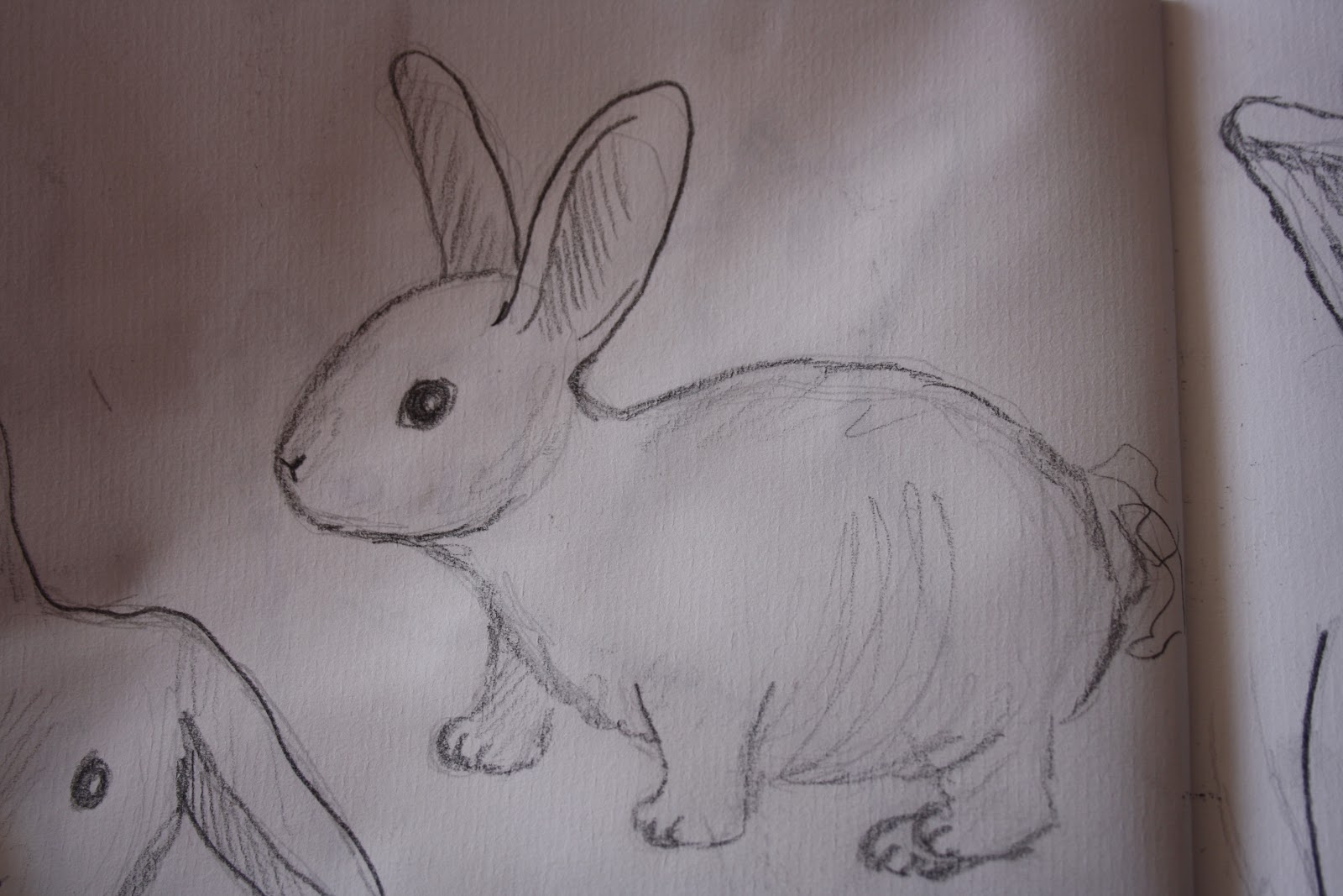 Sarah Minshall Illustration: Observational Drawing