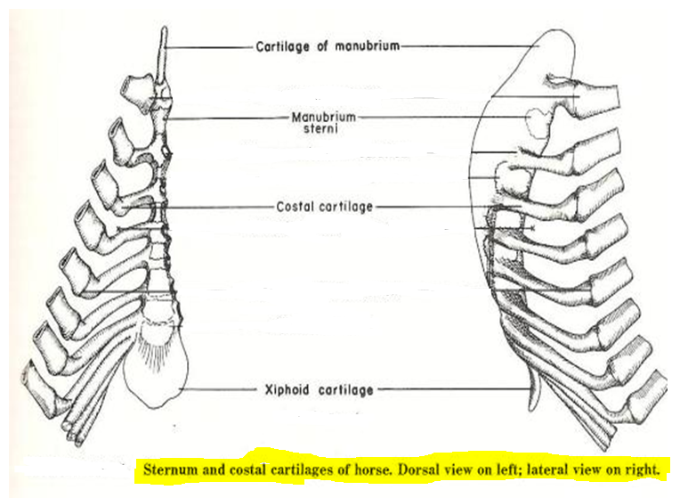 Catatan Kuliah-q: ANATOMI TULANG (Osteo Vertebra)