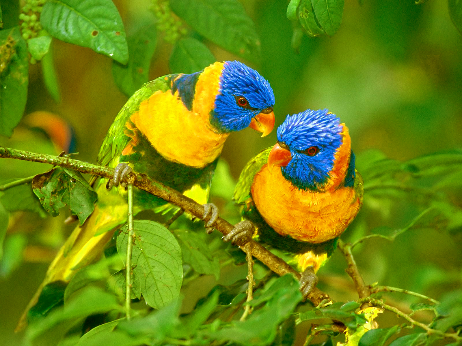 Top 47 Most Dashing And Beautiful Parrot Wallpapers In HD