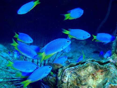 Animal World of Water: Neon Damselfish