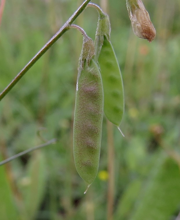 Wildwings and Wanderings: Arable Weeds, Chalkhill Blues and A Few Local ...