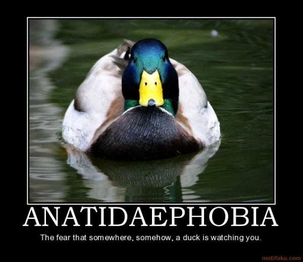 WOW-facts: Anatidaephobia is the fear that somewhere in the world ...