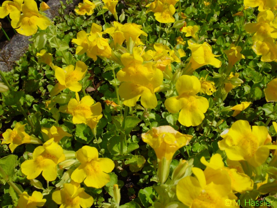 Mimulus, Mimulus guttatus, Mímulo | La Pitonisa del Amor, Numerologia ...
