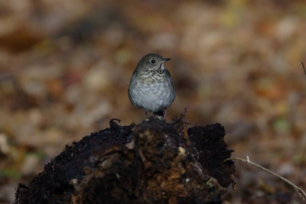 Gary Jenkins Bird Photography: Grey Cheeked Thrush, Great Wood Country ...