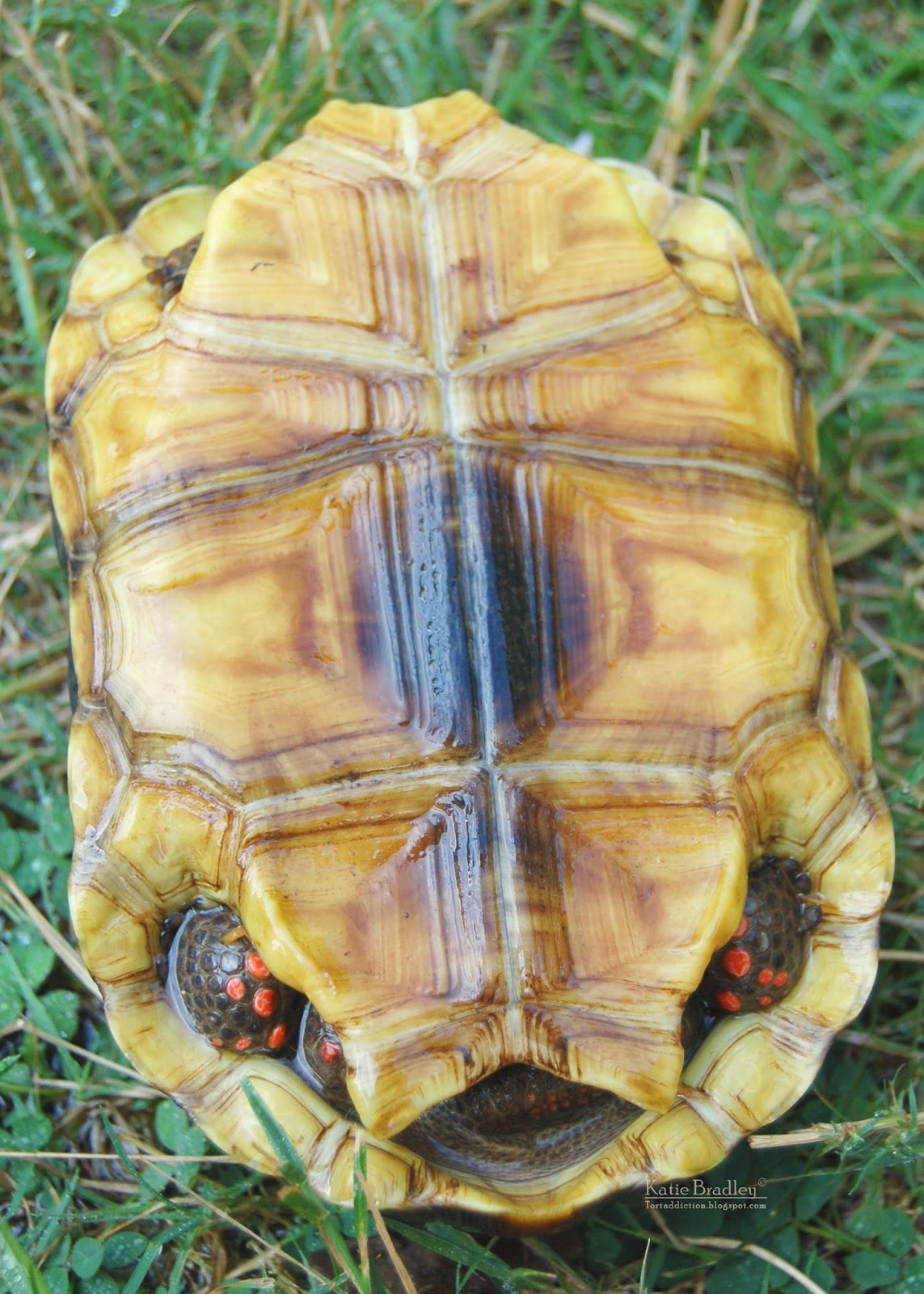 Tortaddiction: ...a redfoot?! Oh my!