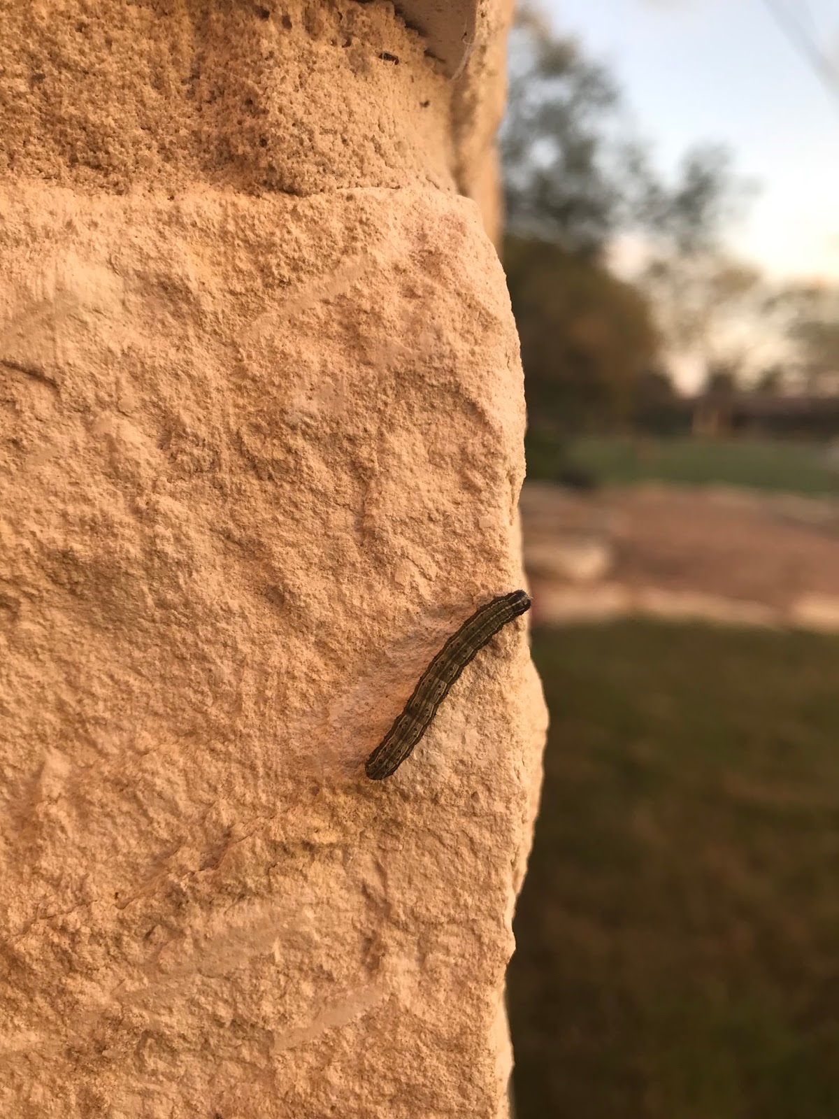 Fall Armyworms on the March in South, Central Texas!