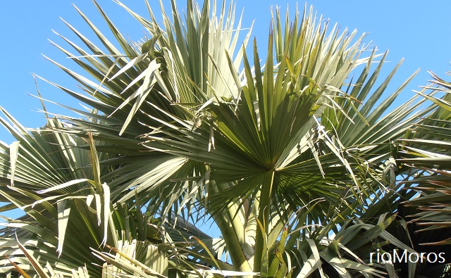 PALMERA DE ABANICO AFRICANA: Borassus aethiopum | Plantas rioMoros