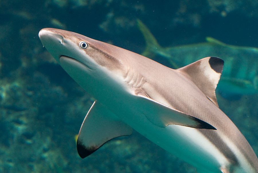 Animals of the world: Blacktip reef shark,