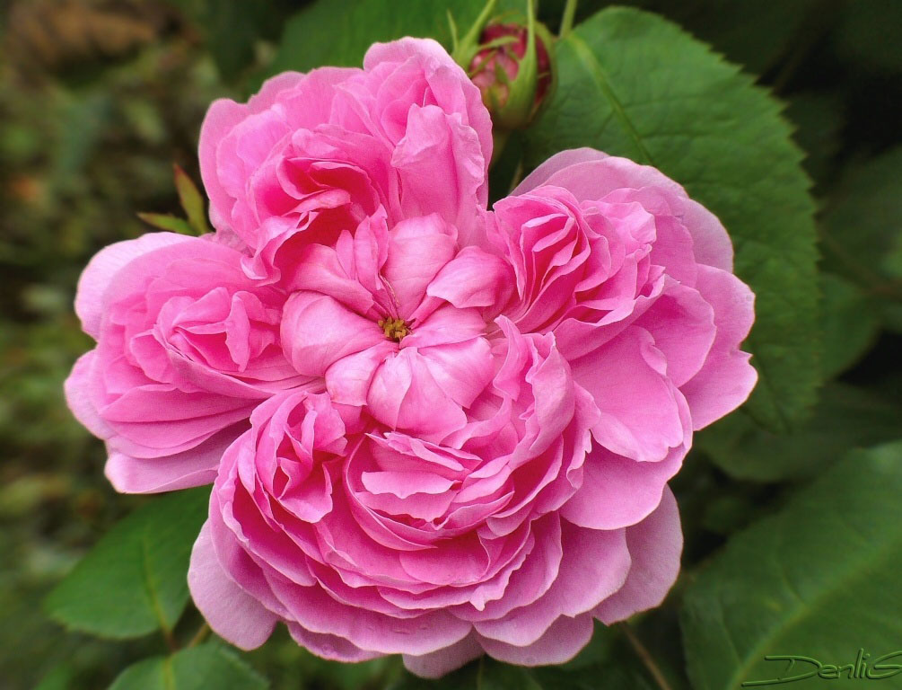 Janineartgallery: Darapirom Museum ChiangMai Thailand