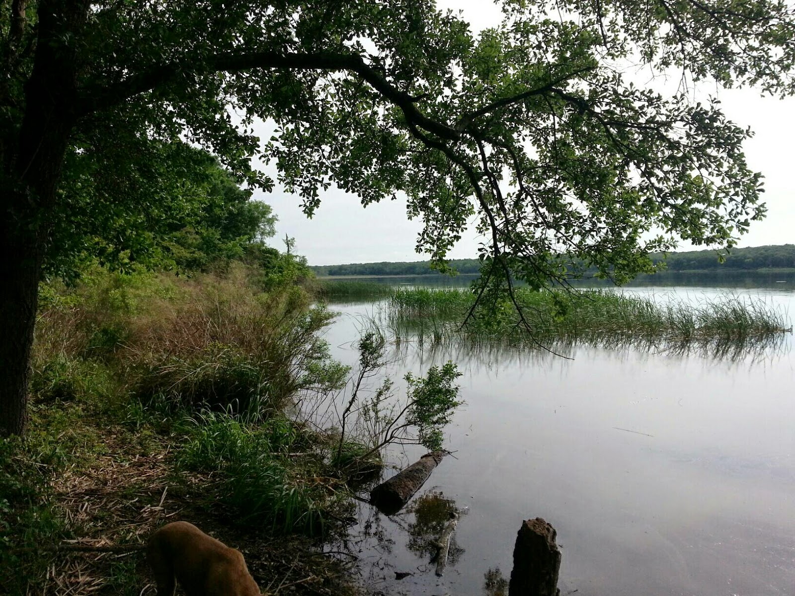 The Texan Woods: Fairfield Lake State Park
