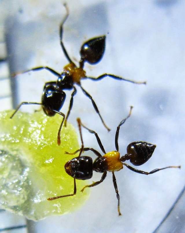 Photos and Info on Ants and Termites of Malaysia: Crematogaster inflata