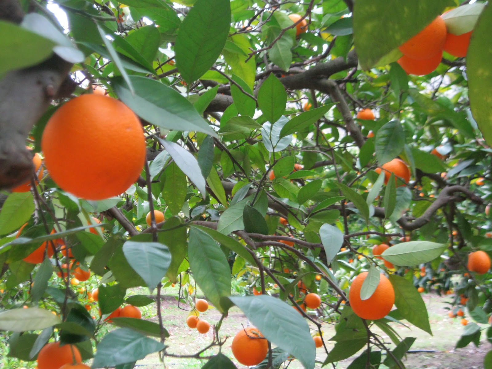 [Fair.ly Traded] Food for Thought: Citrusdal Hospitality - ALG Boerdery