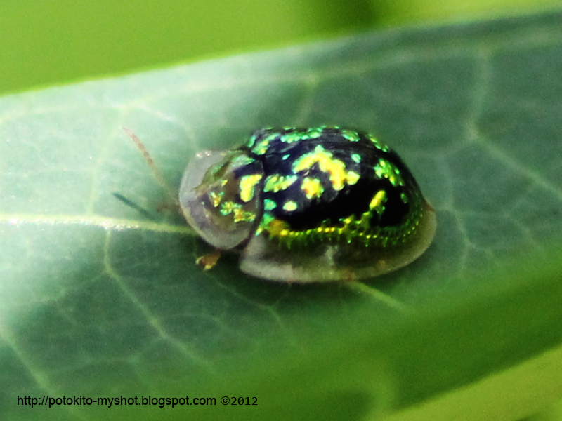Green Tortoise Beetle