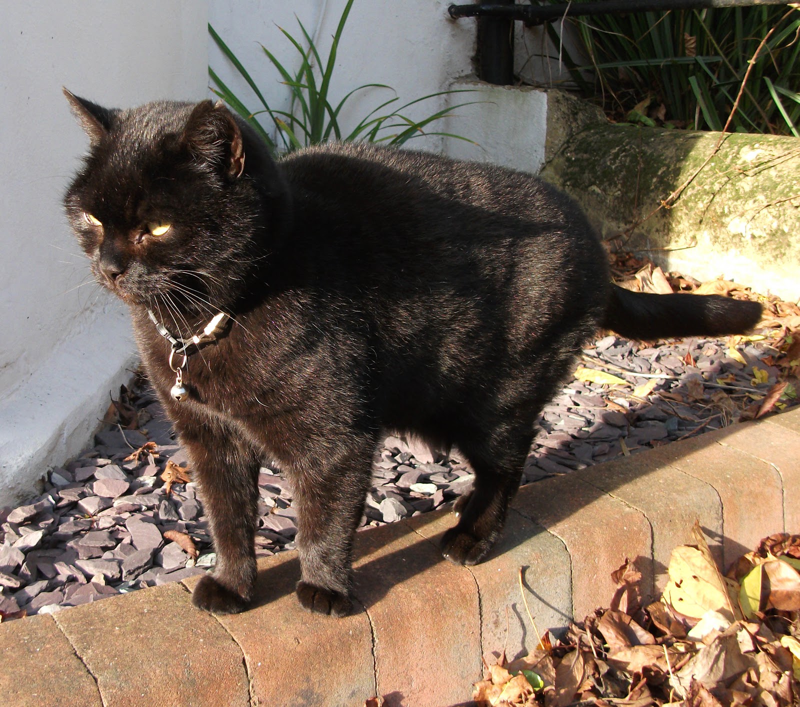 Streetmogs: Mog Shots