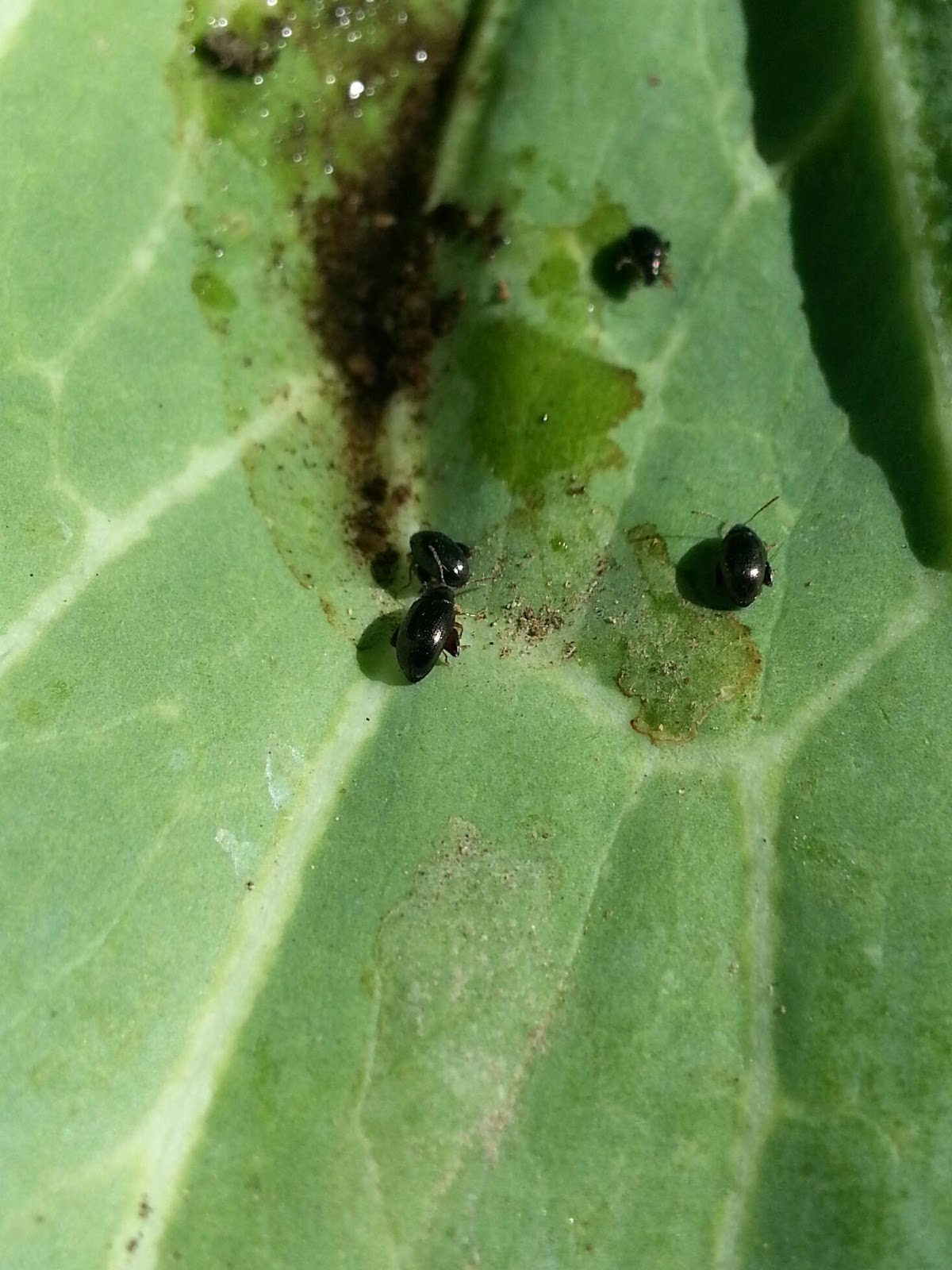 Urban IPM: Flea beetles