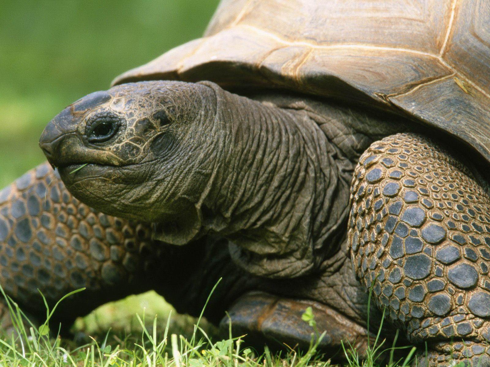 Aldabra giant tortoise | The Life of Animals