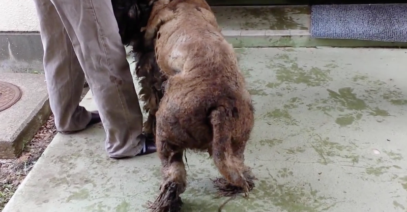 Después de años descuidado, este perro estaba tan peludo que nadie ...