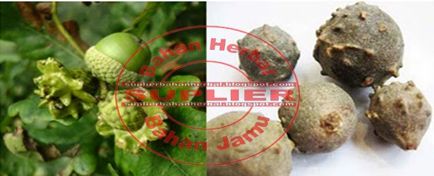Buah Manjakani (Quercus Infectoria Oliv) - BAHAN BAKU HERBAL