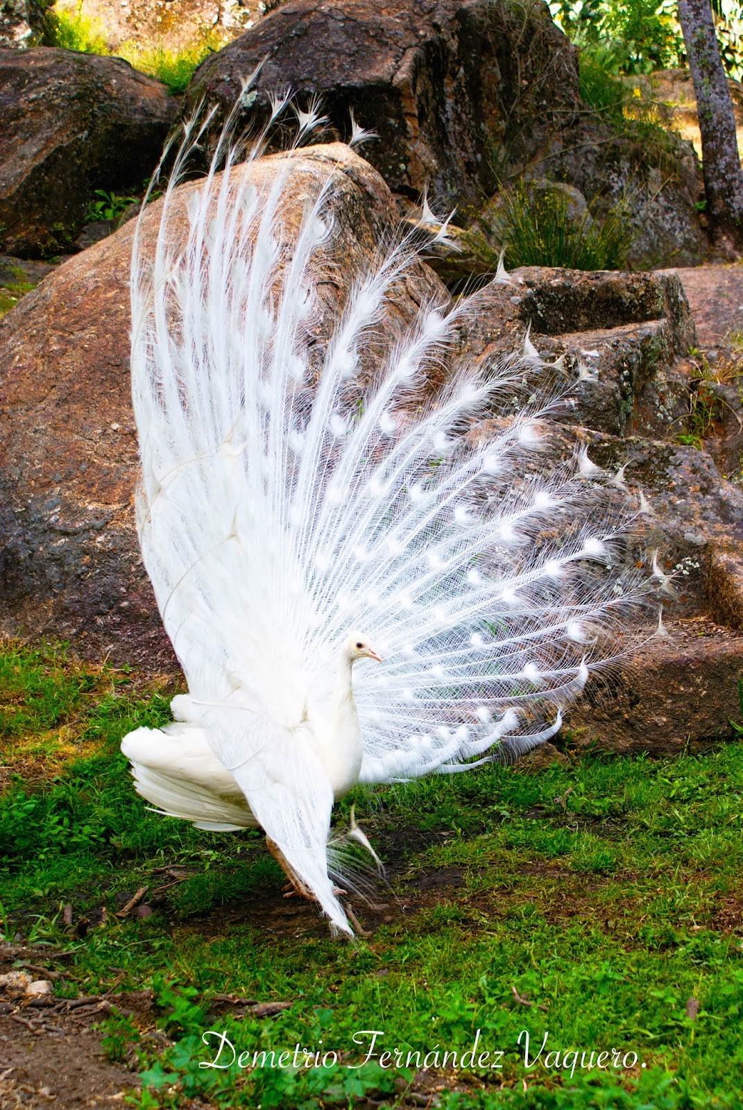 Pavo Real Blanco Plasencia Parque Pinos | Fotografía Demetrio Fernández