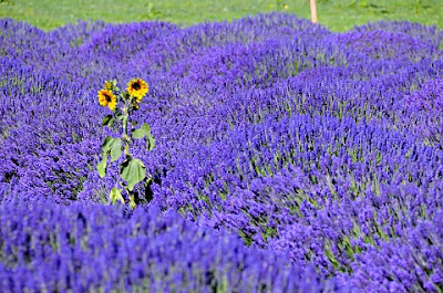 Annie's Gardening Corner: One Lone Flower