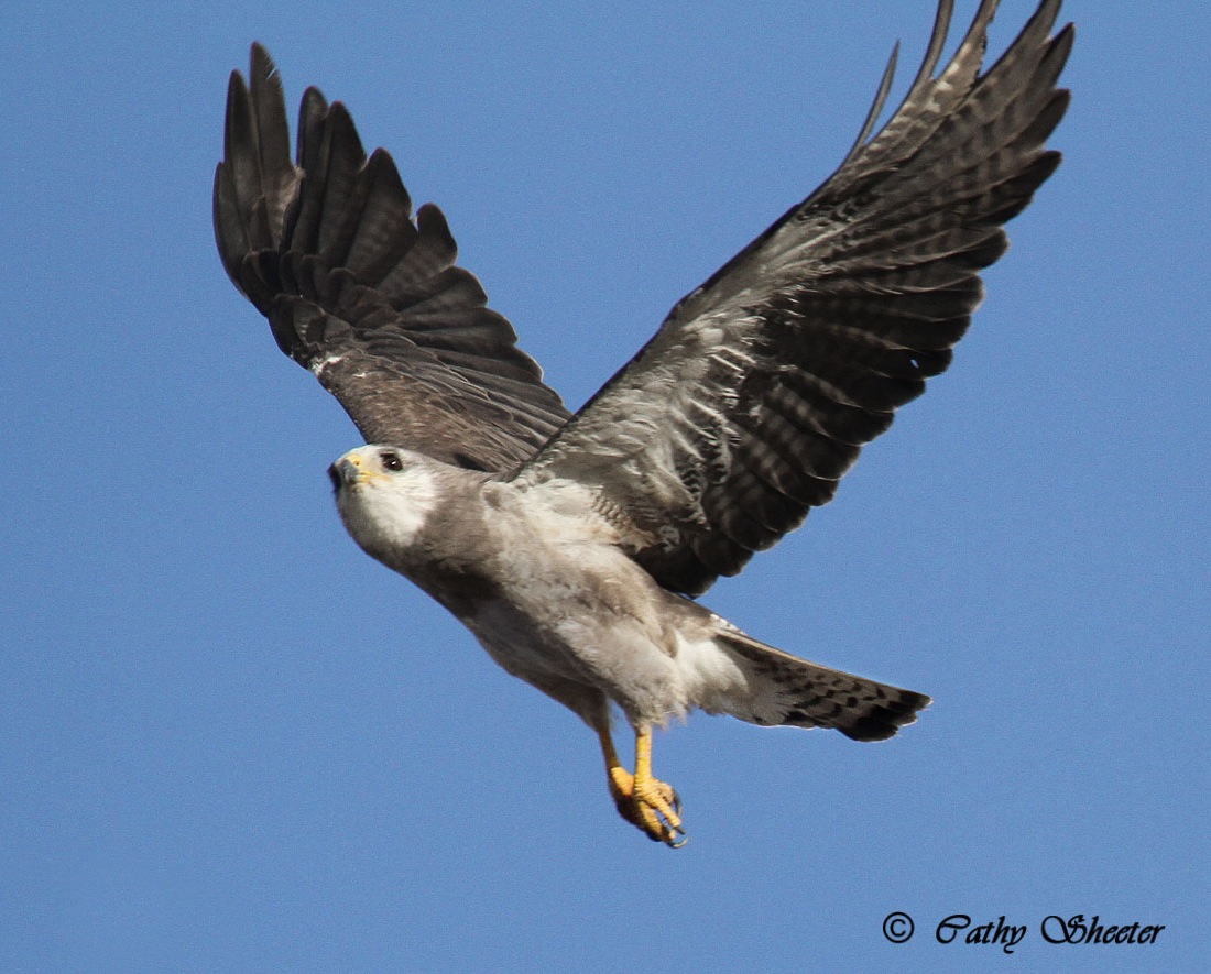 Raptor Identification and Photography: Silver Swainson's Hawk?????