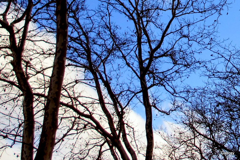 EN-TOLOSAN: Arbres : des branches