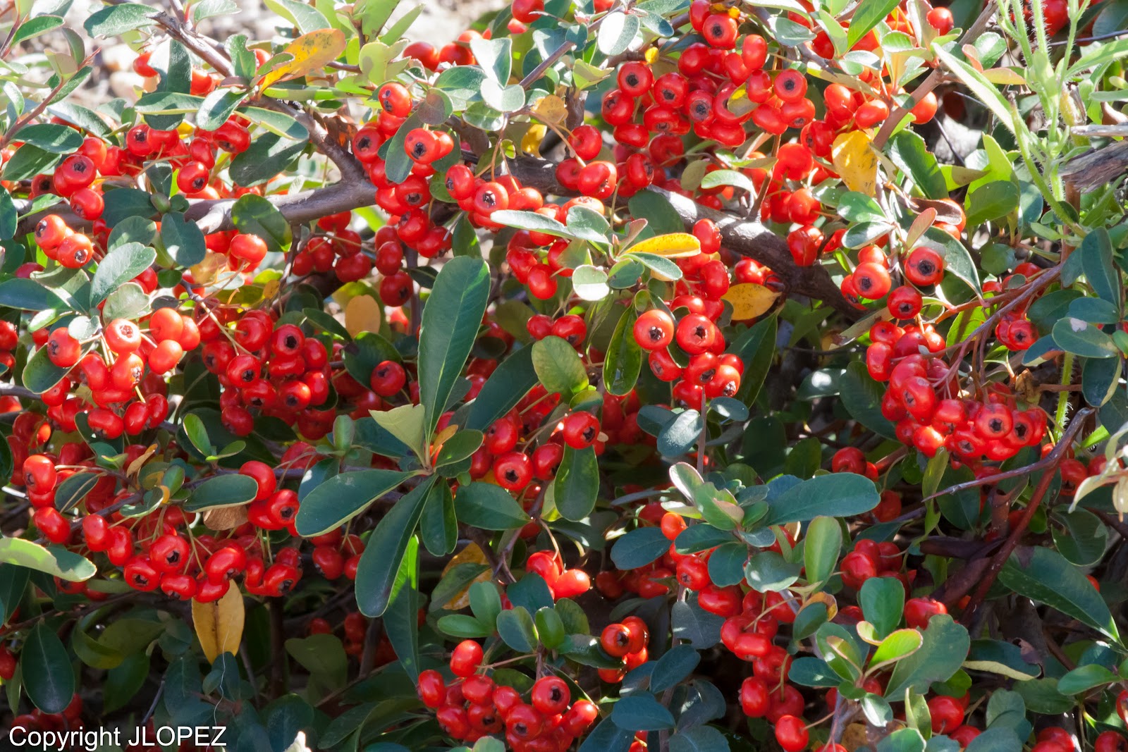 FOTOGRAFIANDO POR AQUI Y POR ALLI: BAYAS ROJAS