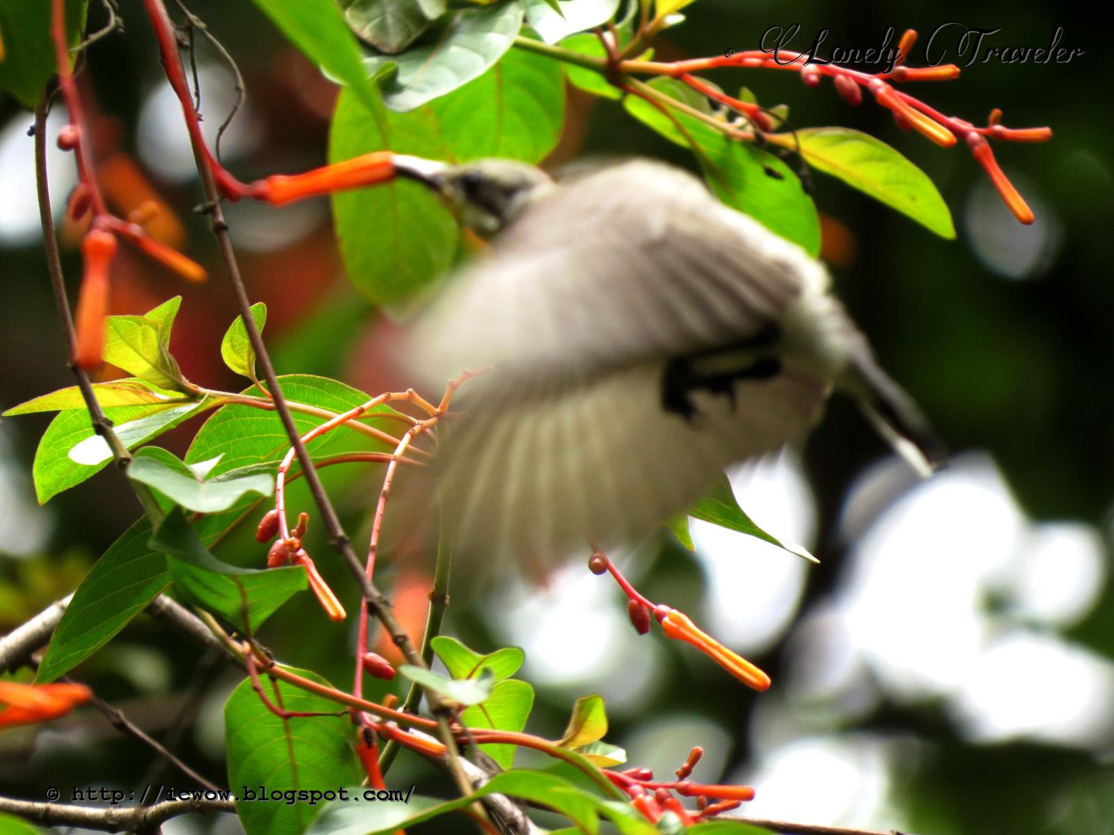 Purple-rumped sunbird - Leptocoma zeylonica