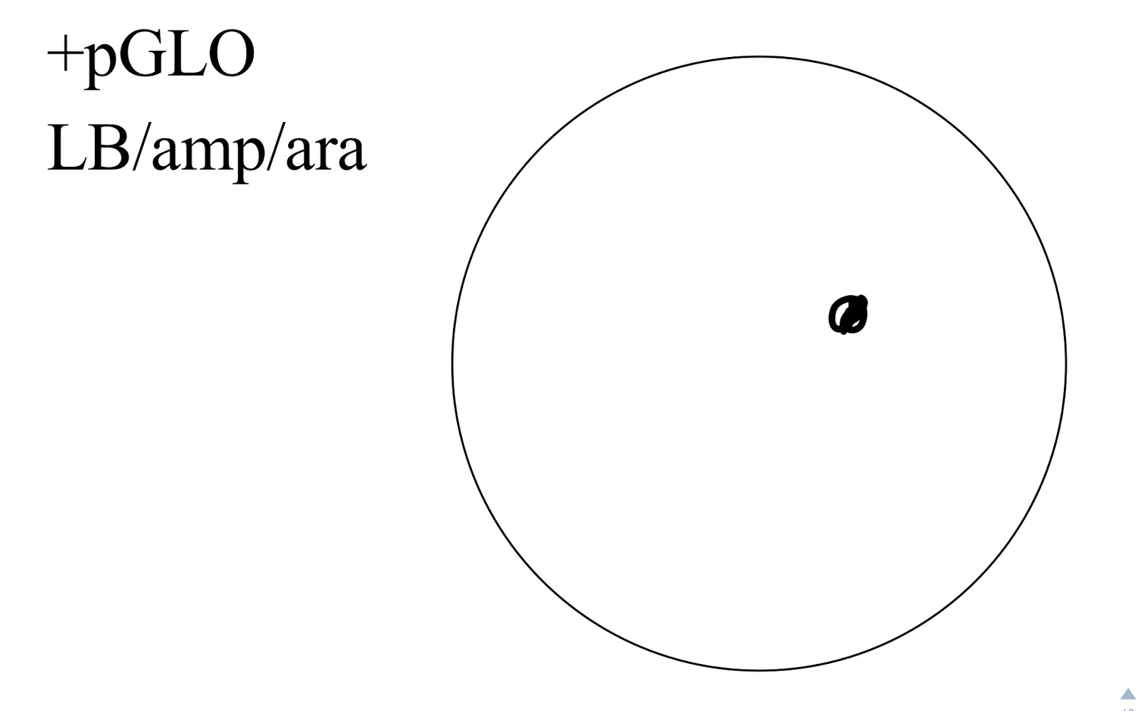 AP Biology Blog - Mark Ingram P.7: pGLO Transformation Experiment