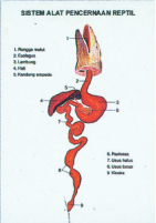 AMALIA IMMERSION CLASS: SISTEM PENCERNAAN HEWAN