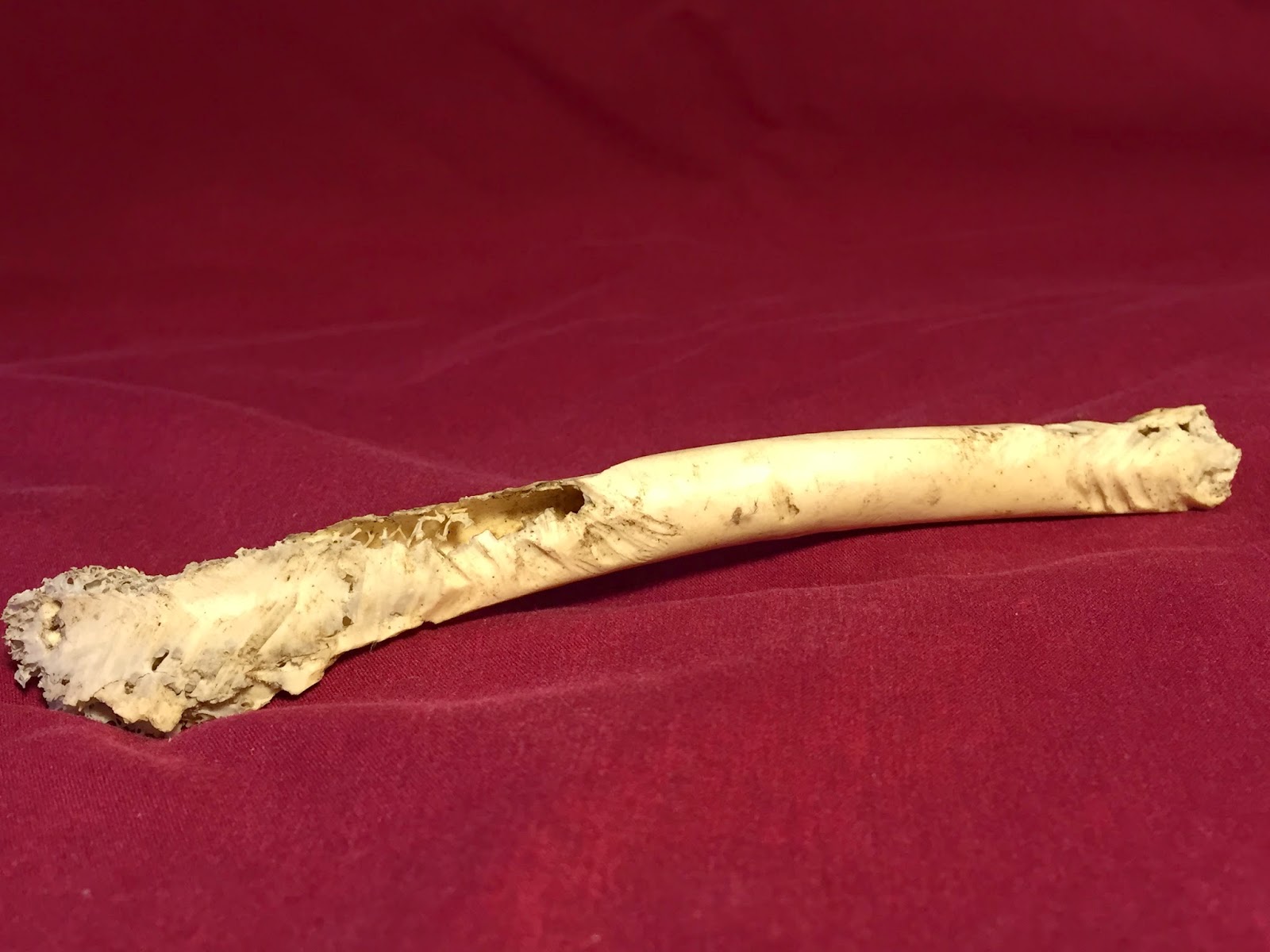The Nature Geek: Revealing the Mystery of Bones