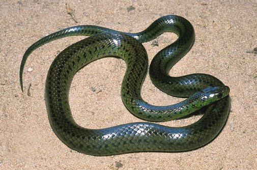 Serpentes Brasileiras - Espécies: Liophis jaegeri (Günther, 1858)
