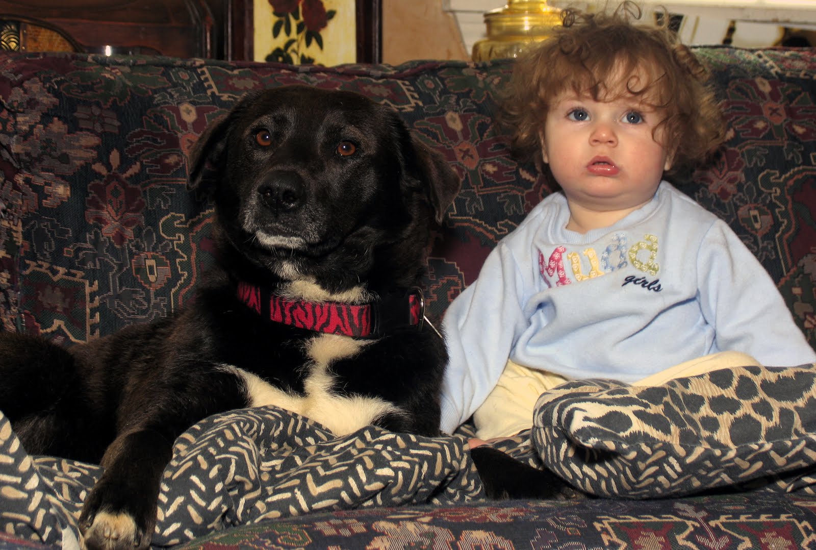 PERROS BEBE - Imagui