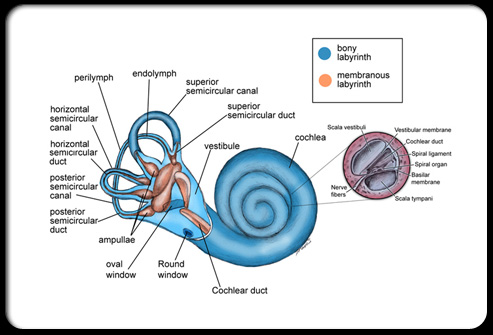 KLINIK PANTAI MEDIC: Balance Disorders Pictures Slideshow: Vertigo ...