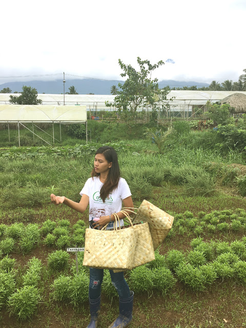 The Birth of Costales Nature Farms and Agritourism in the Philippines ...