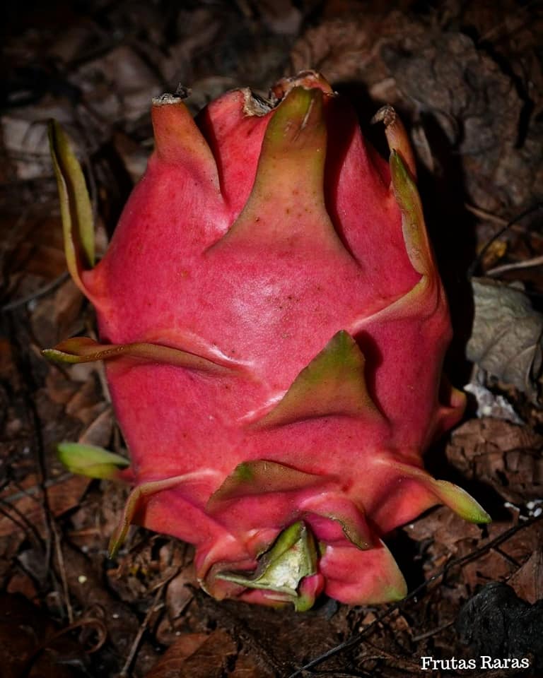 Hylocereus undatus - Pitaya Rosa da polpa branca
